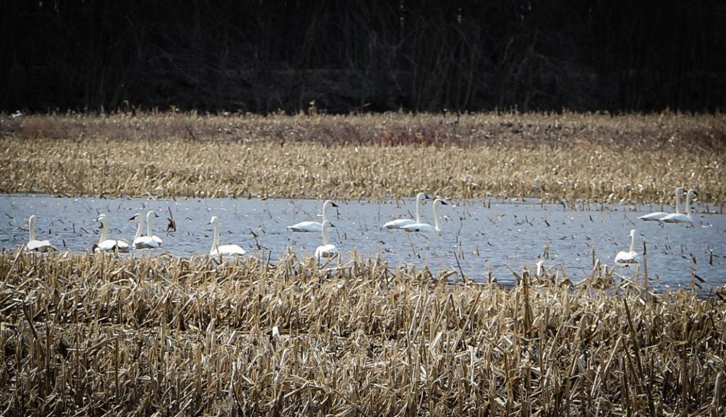 Spring Brings Swans to Shiocton, Wisconsin