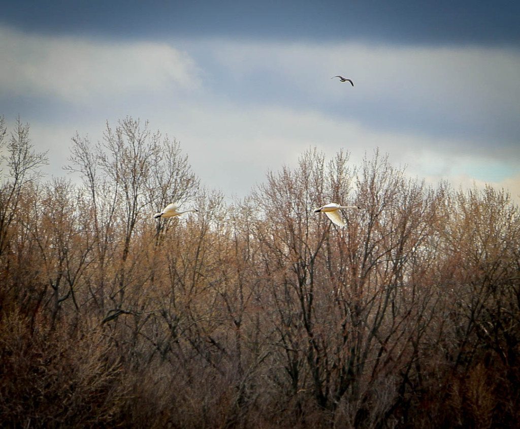 Spring Brings Swans to Shiocton, Wisconsin