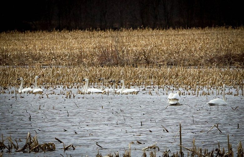 Spring Brings Swans to Shiocton, Wisconsin