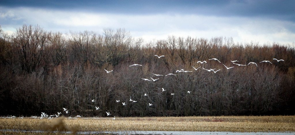 Spring Brings Swans to Shiocton, Wisconsin
