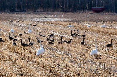 Spring Brings Swans to Shiocton, Wisconsin