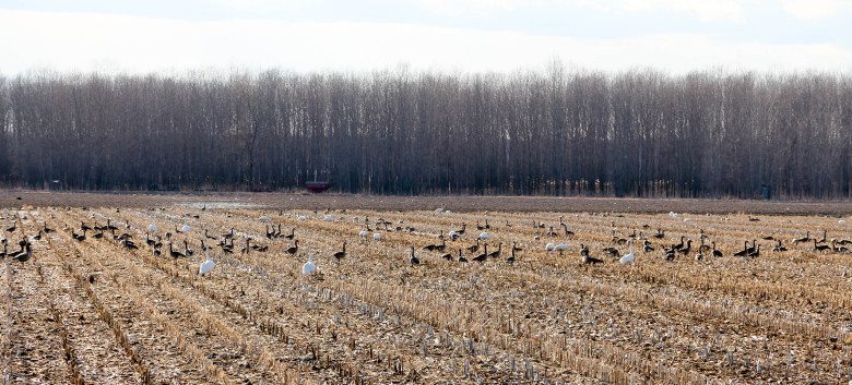 Spring Brings Swans to Shiocton, Wisconsin