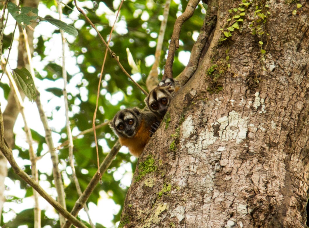 Spotting Wildlife in Peru's Amazon Rainforest