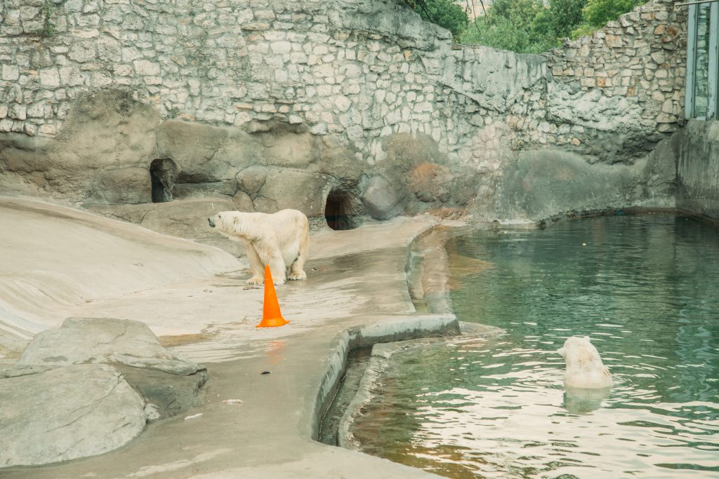 Tips for Visiting the Moscow Zoo + Photos of the Animals