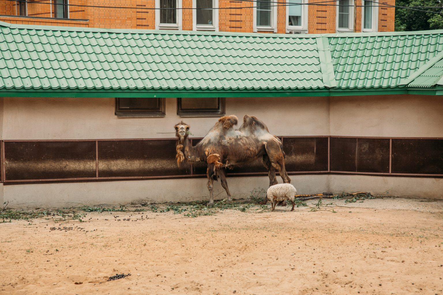 Tips for Visiting the Moscow Zoo + Photos of the Animals