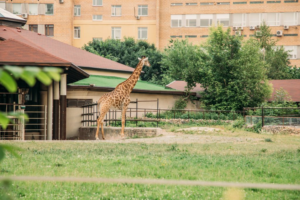 Tips for Visiting the Moscow Zoo + Photos of the Animals