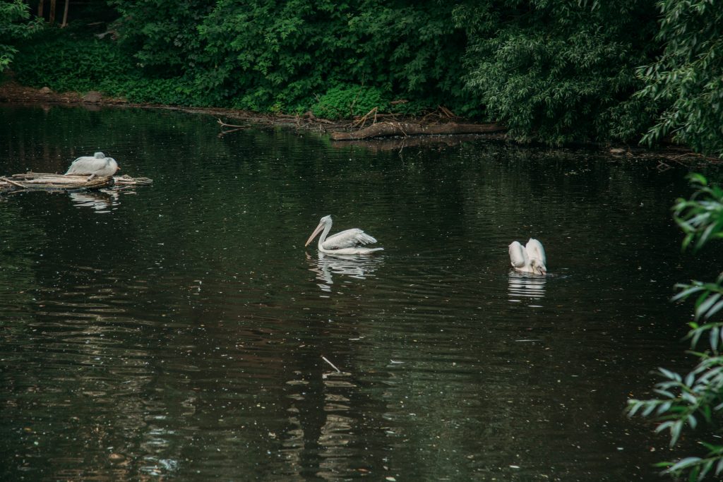 Tips for Visiting the Moscow Zoo + Photos of the Animals