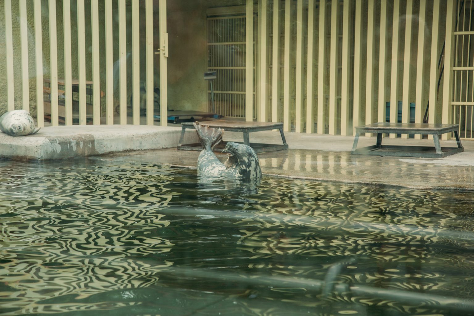 Tips for Visiting the Moscow Zoo + Photos of the Animals