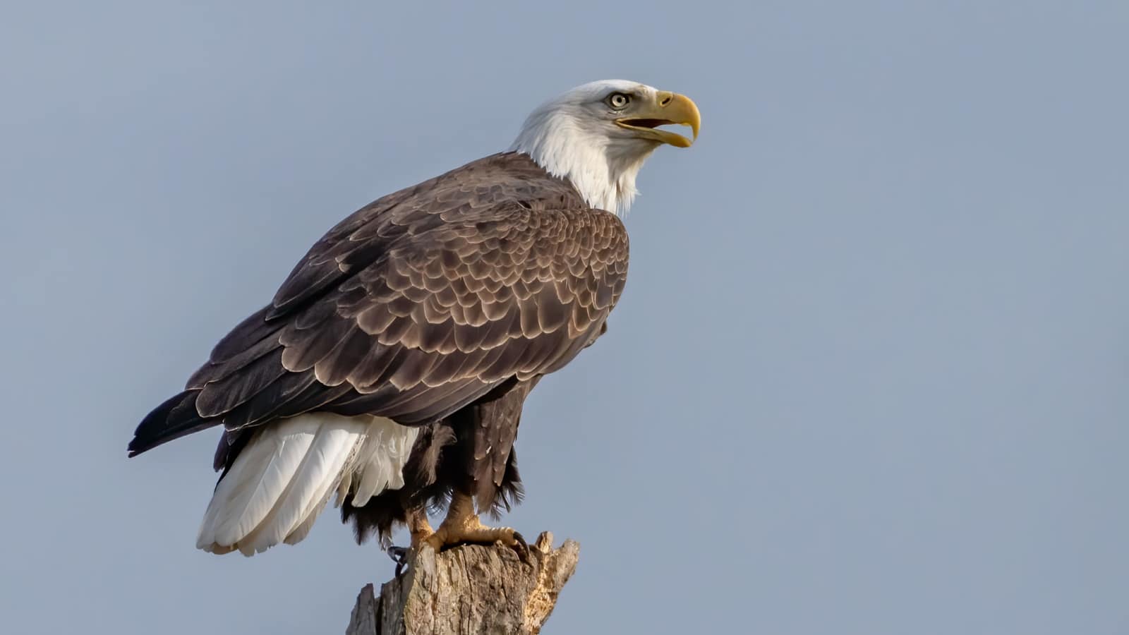 12 Iconic Animals That Represent America