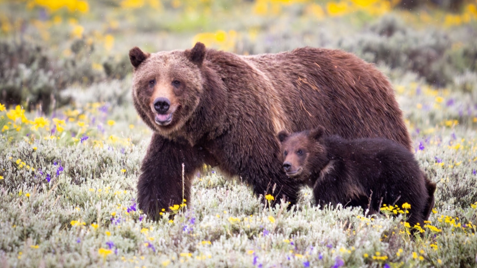 12 Iconic Animals That Represent America