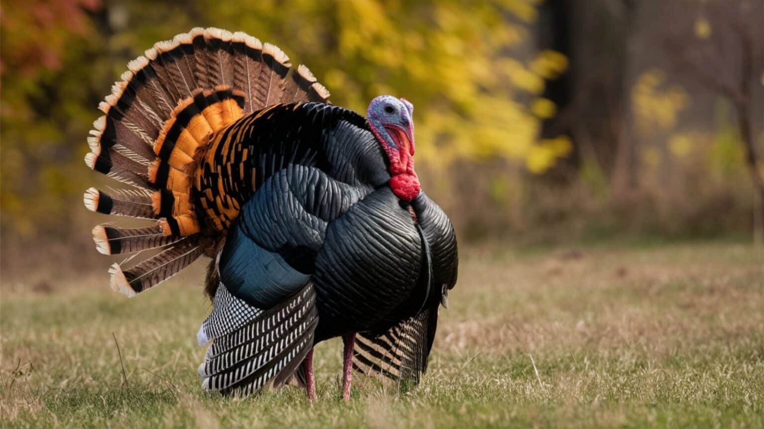 12 Iconic Animals That Represent America