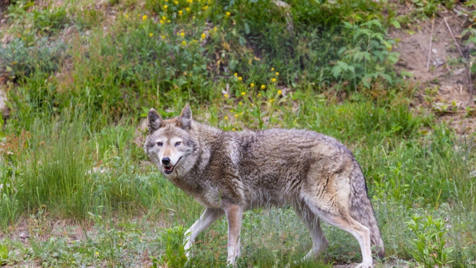 12 Iconic Animals That Represent America